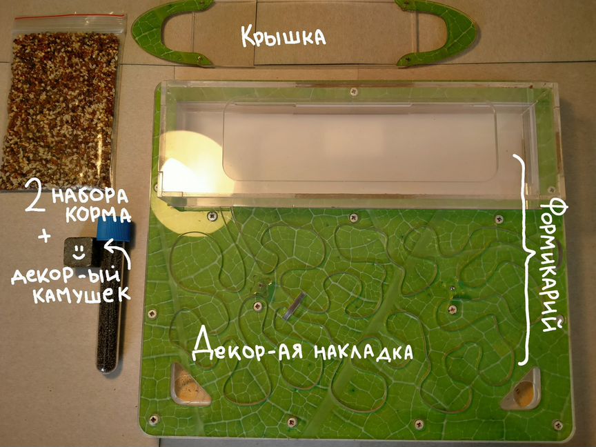 Муравьиный формикарий