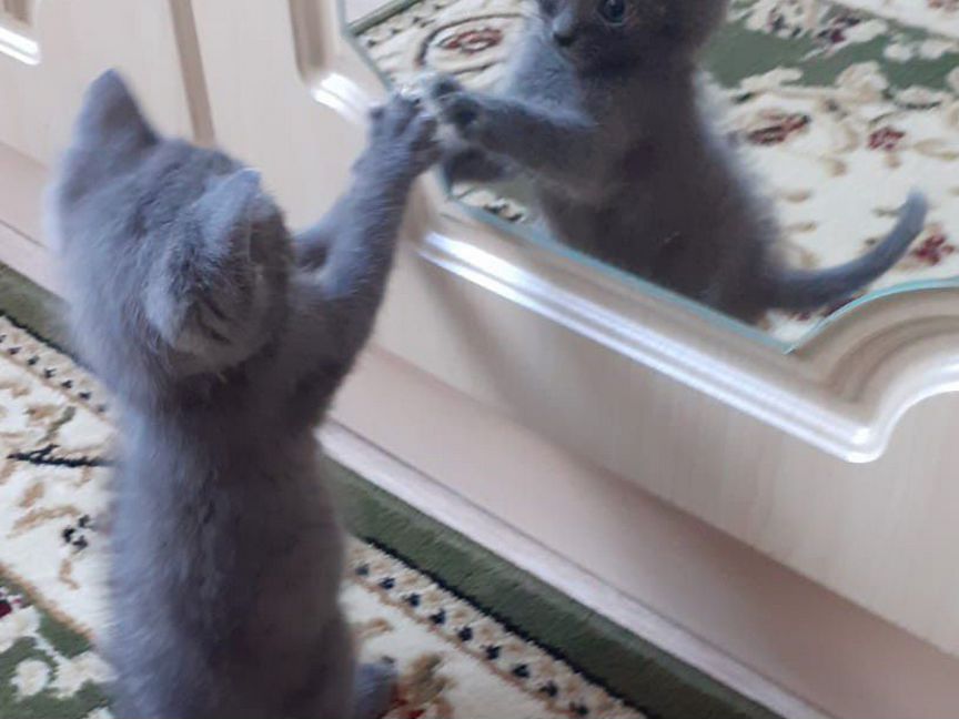 Маленький котёнок