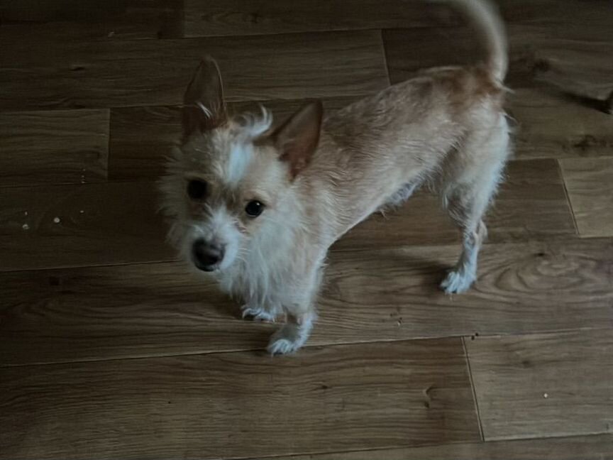 Маленькая собака