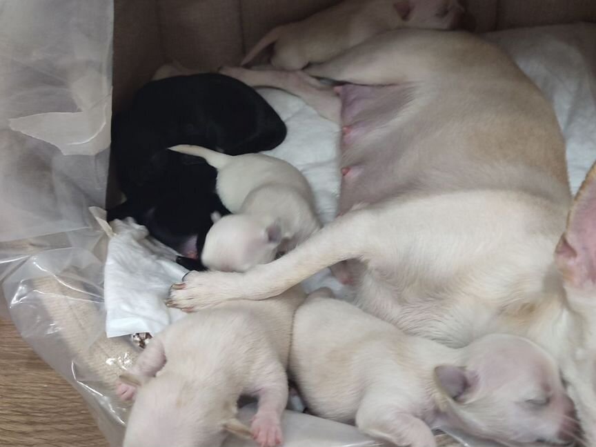 Щенки чихуахуа