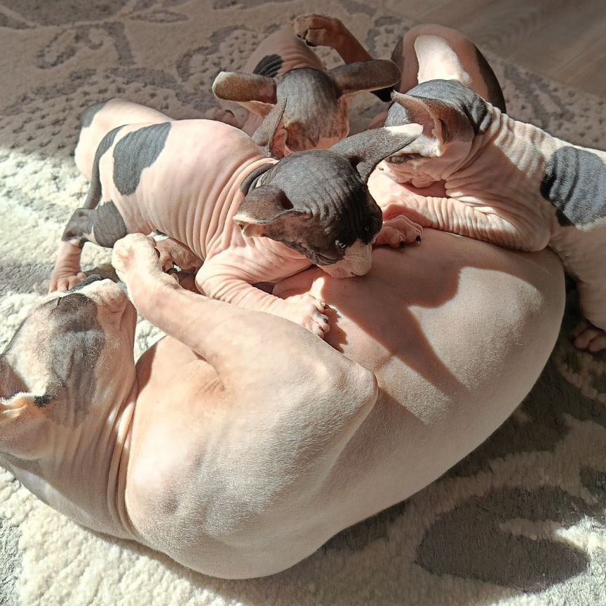 Канадский сфинкс котёнок