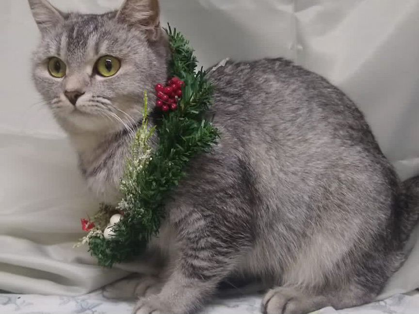 Кошка британская молодая