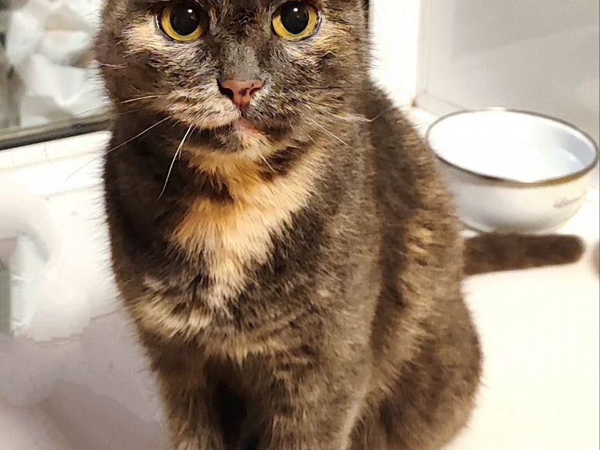 Кошка Мура в дар