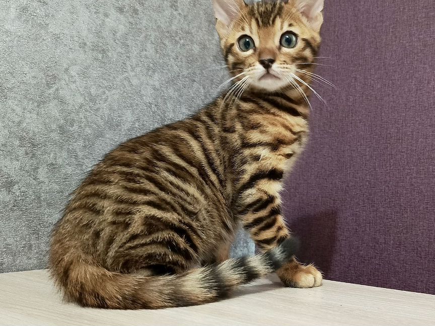 Бенгальские котята