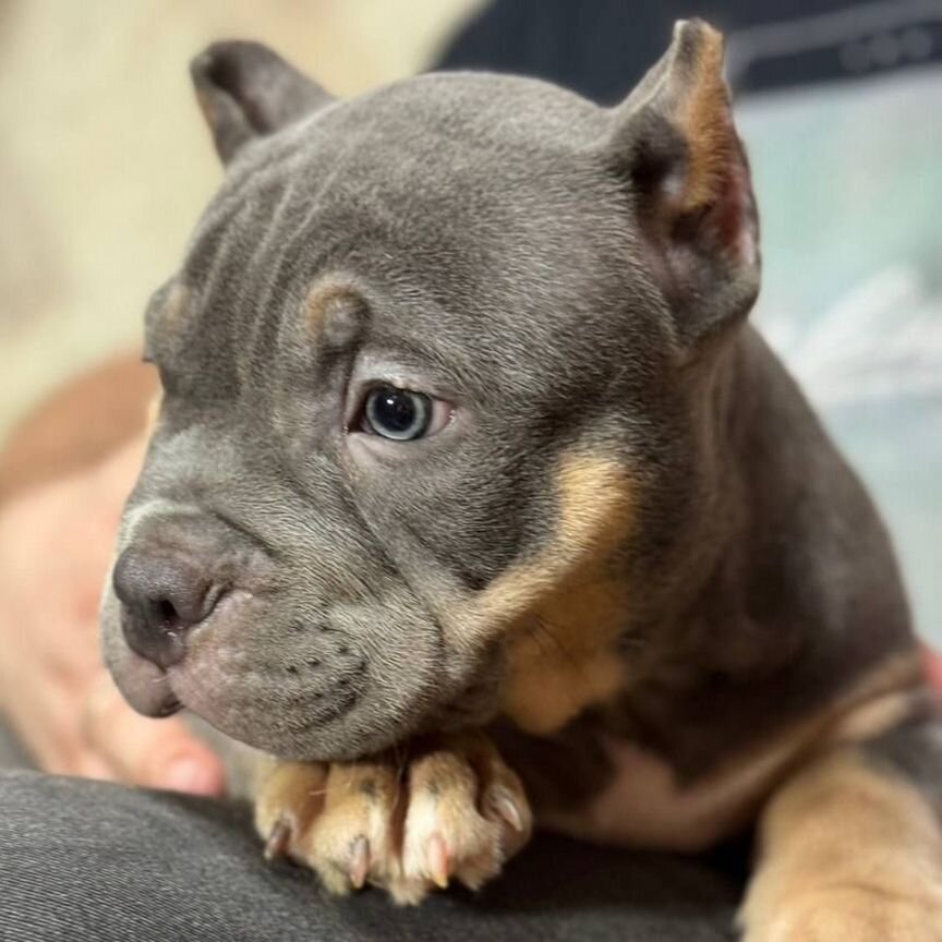 Американский булли, щенок