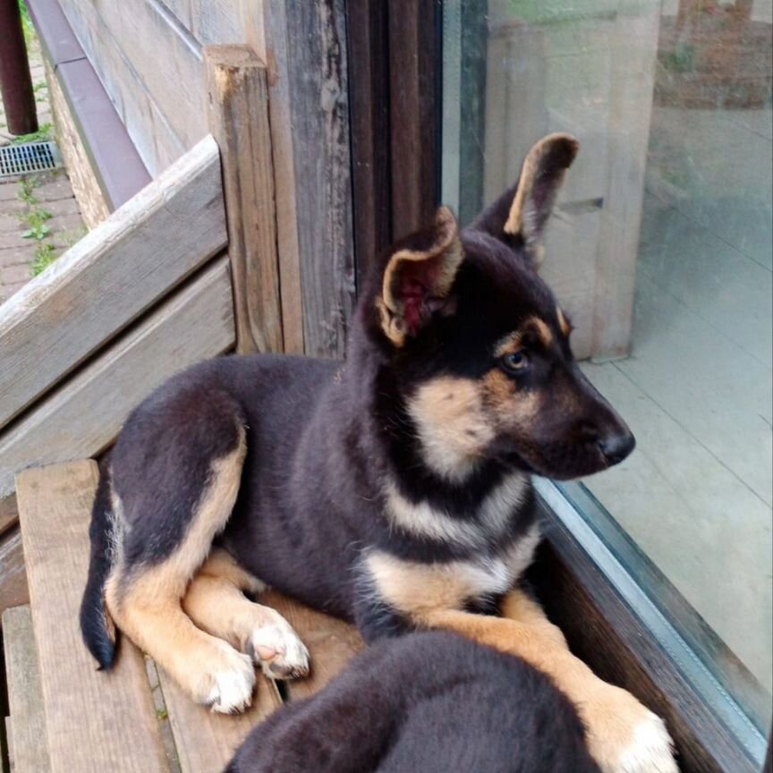 Щенки-умняшки