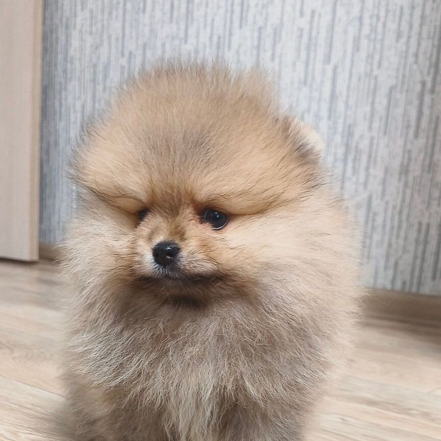 Померанский шпиц, щенок