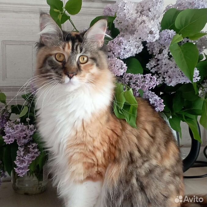 Кошка маинкун