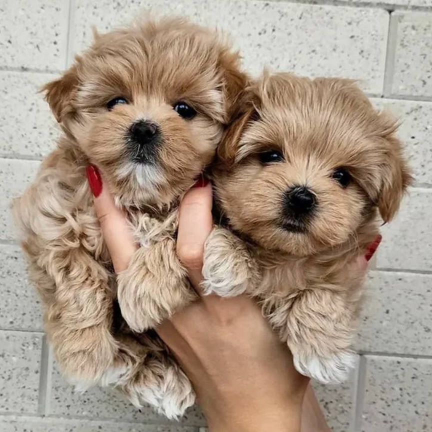 Мальтипу, щенок