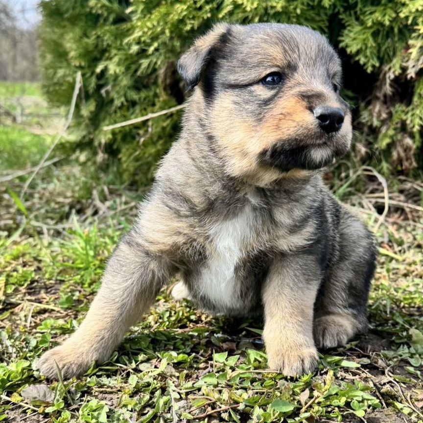 Бордер-колли, щенок