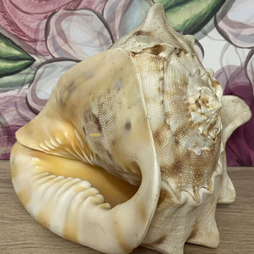 Морские ракушки
