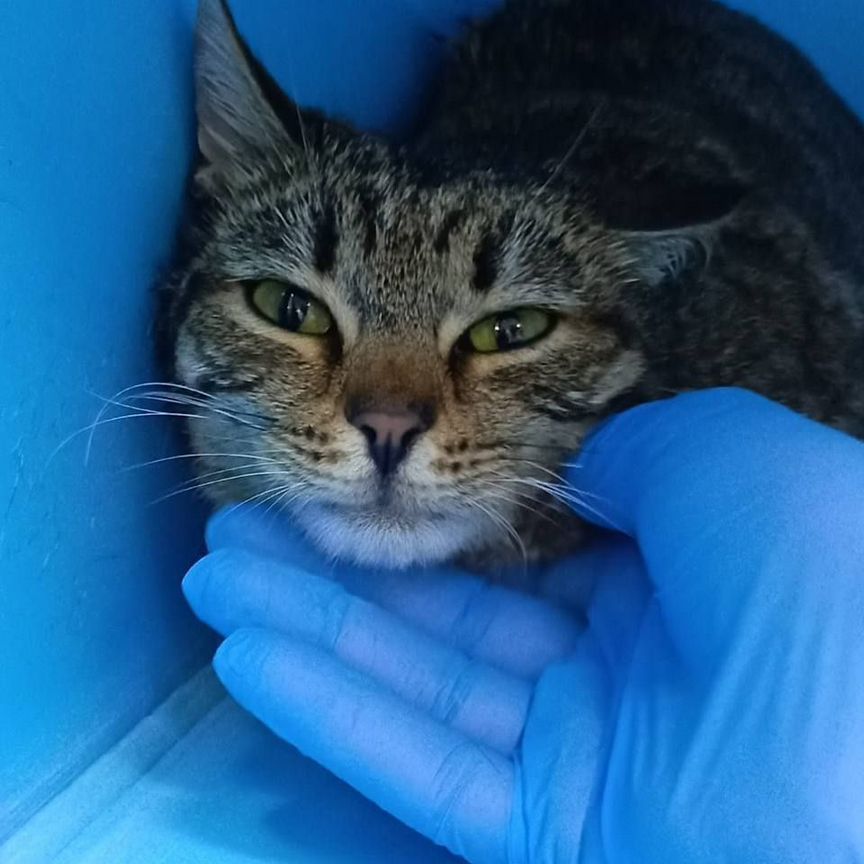 Цветулька выпуск на улицу. Нужен дом, семья