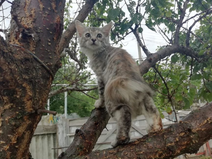 Курильский бобтейл