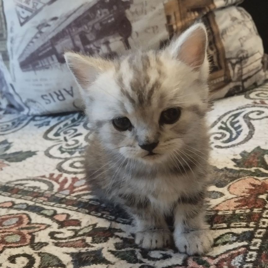 Шотландские прямоухие котята