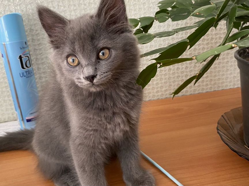 Котенок в добрые руки