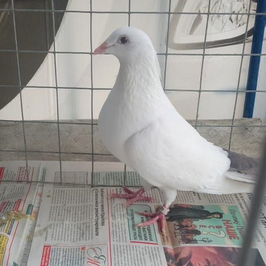 Голубь домашние