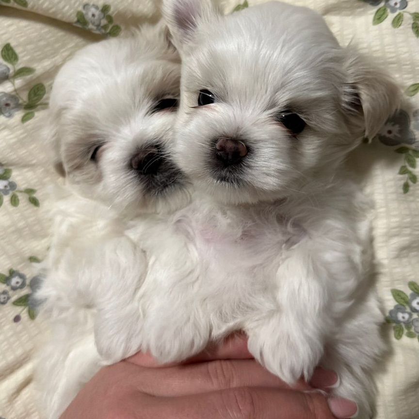 Мальтийская болонка, щенок