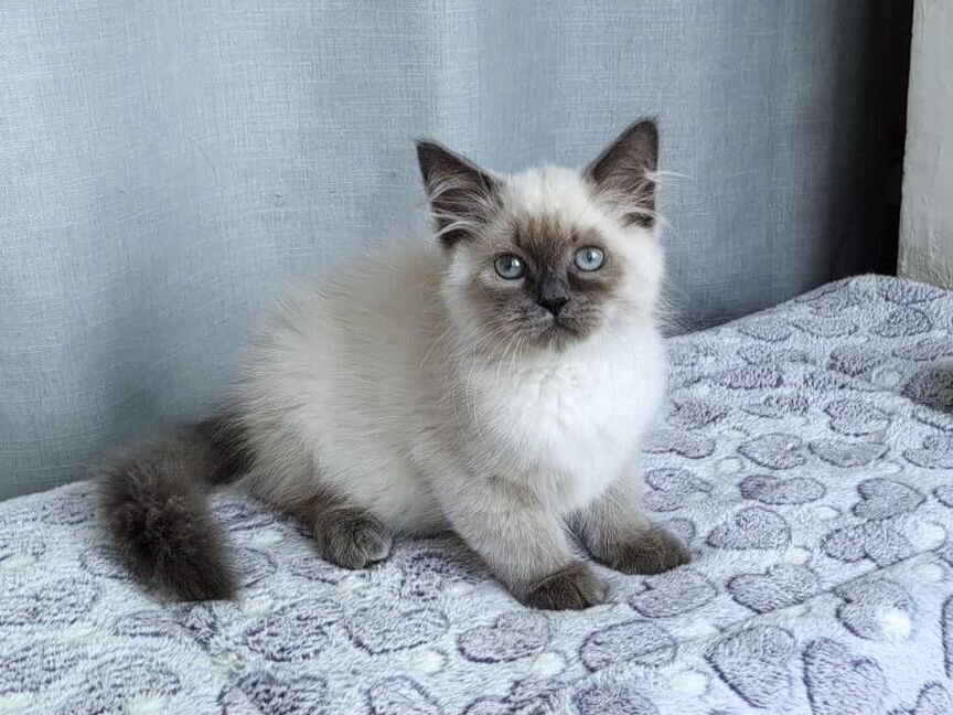 Невский маскарадный мальчик Наполеон