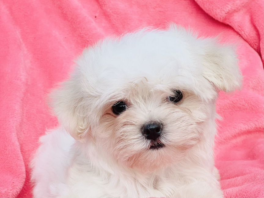 Куколка мальтезе