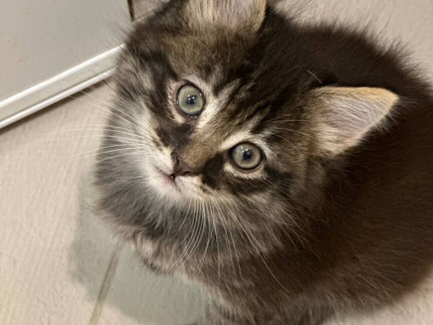 2 котенка ищут дом