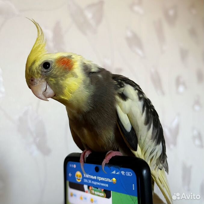 Корелла мальчик Арчи супер ручной