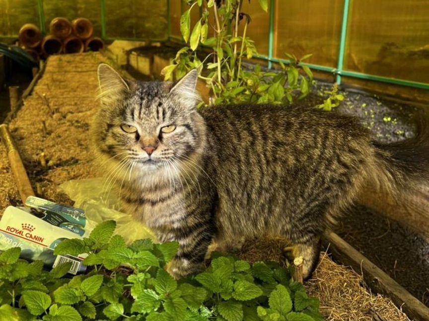 Кошка в добрые руки