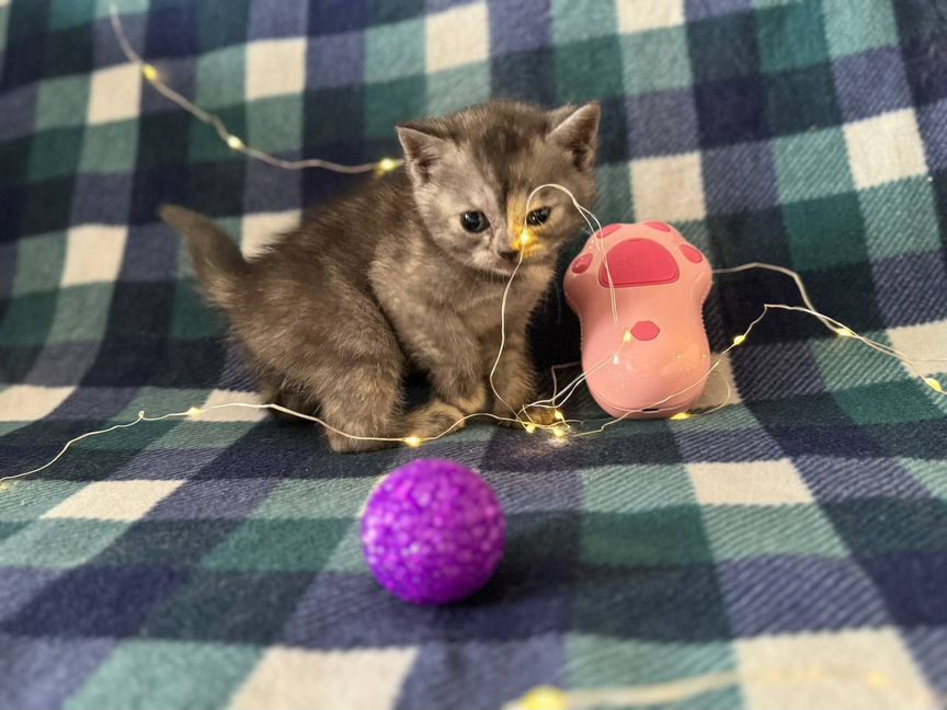 Шотландские котята