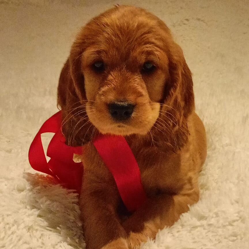 Английский кокер-спаниель, щенок