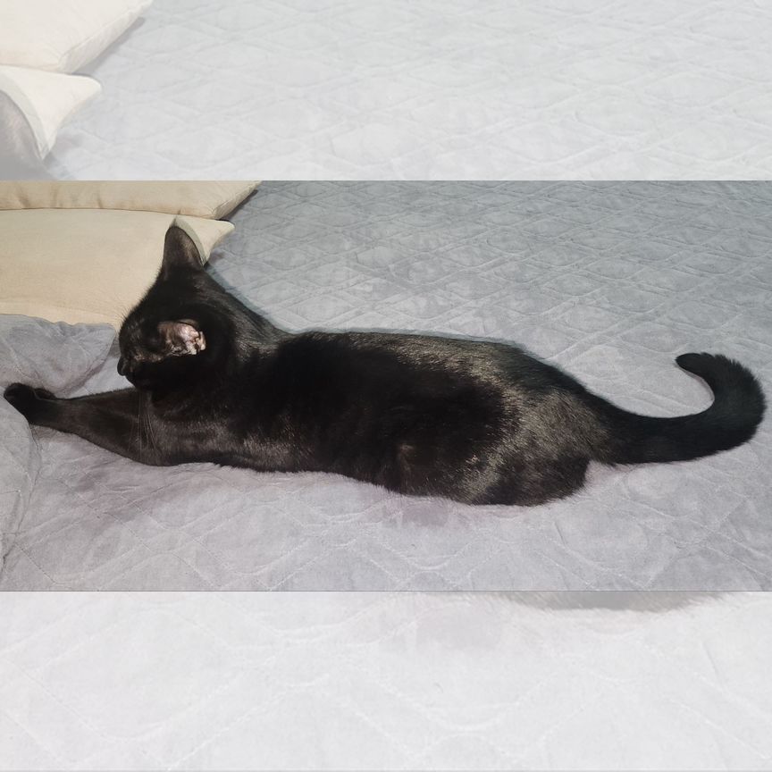 Отдам бесплатно кота
