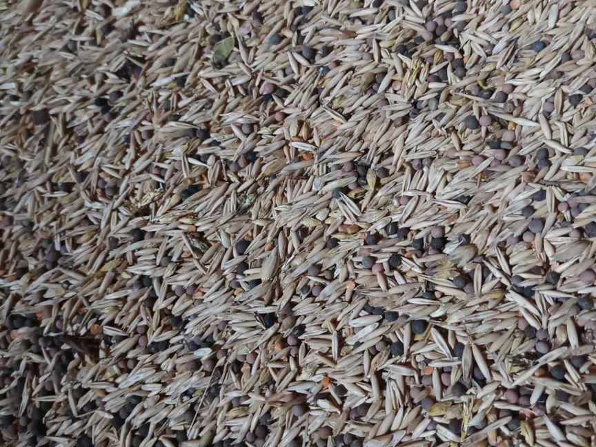 Кормосмесь вика+овес