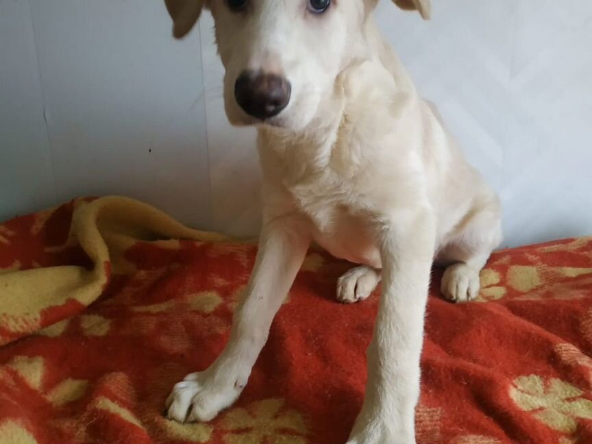 Щеночку грозит улица