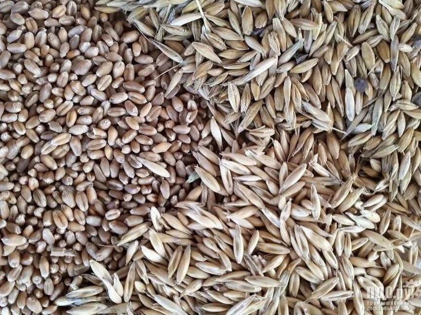 Пай (пшеница и овес) Новоалтатка