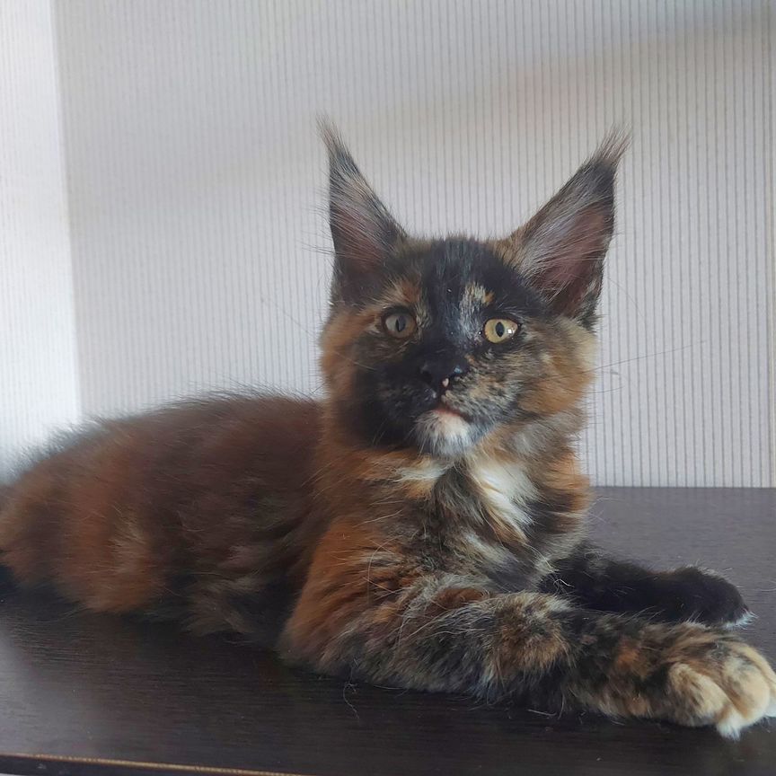 Котята мейн-кун