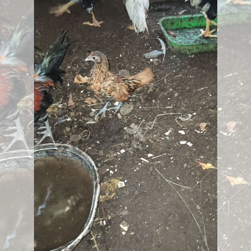 Карликовая курочка Сибрайт