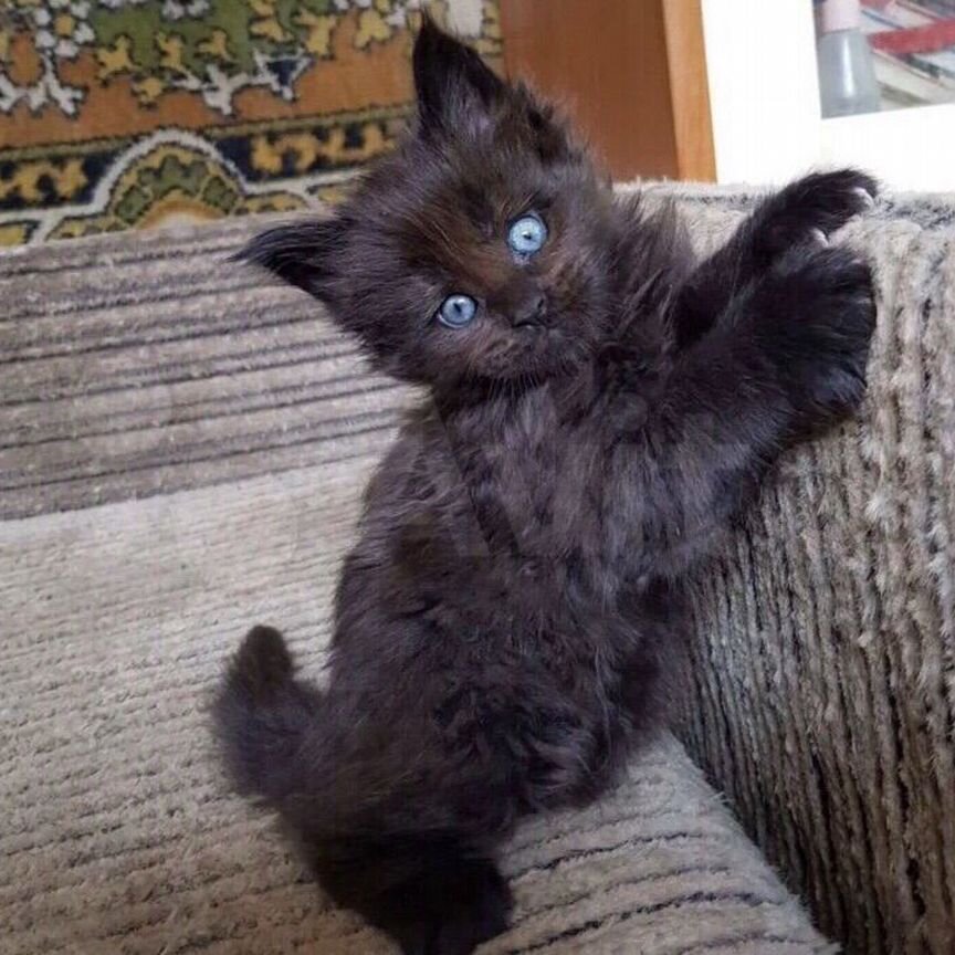 Котята