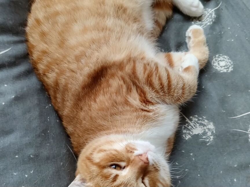 Дикий/домашняя котята
