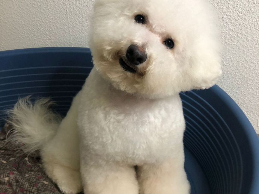 Щенок бишон