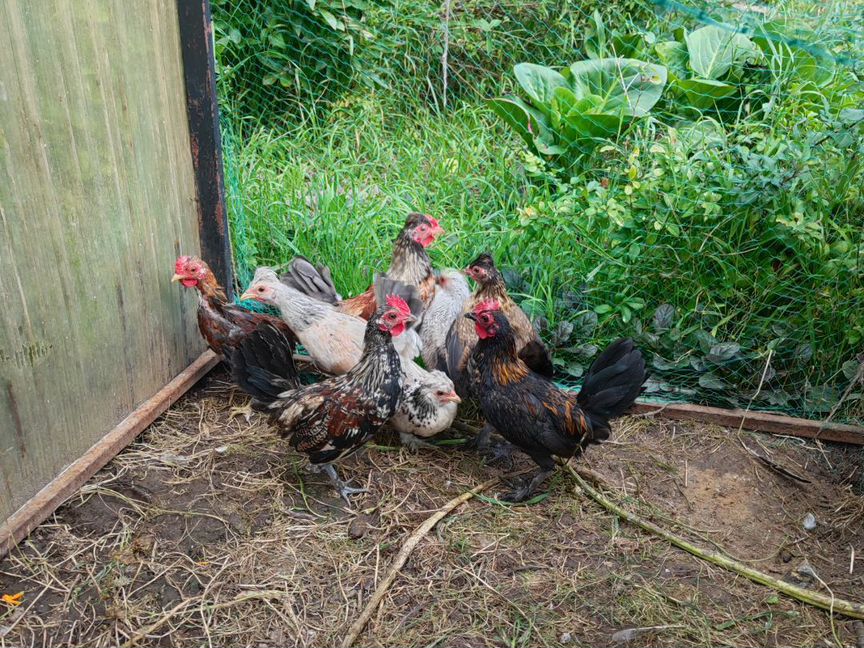 Молодые петушки бетнамки