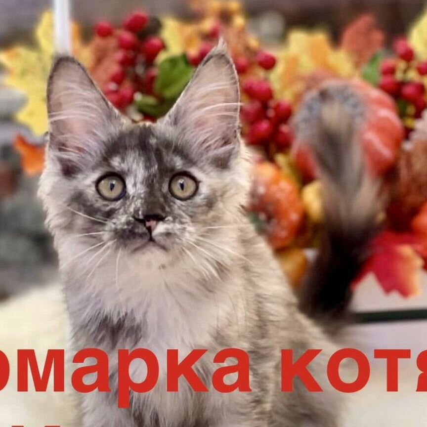 Мейн-кун котёнок