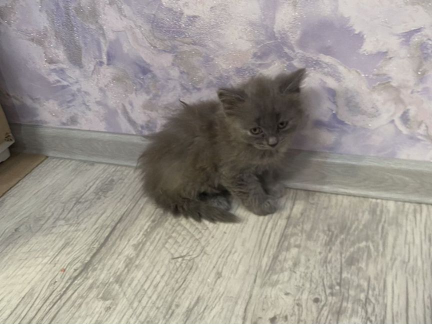 Шотландские котята