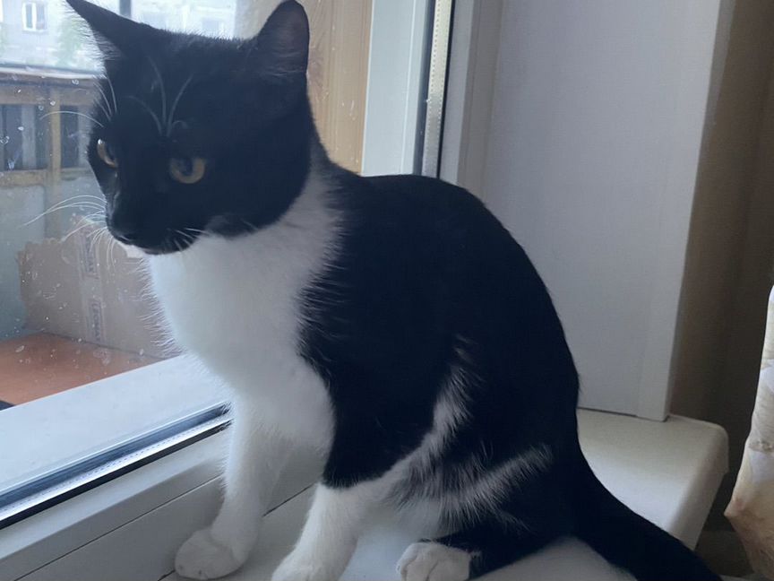 Кошка и кот