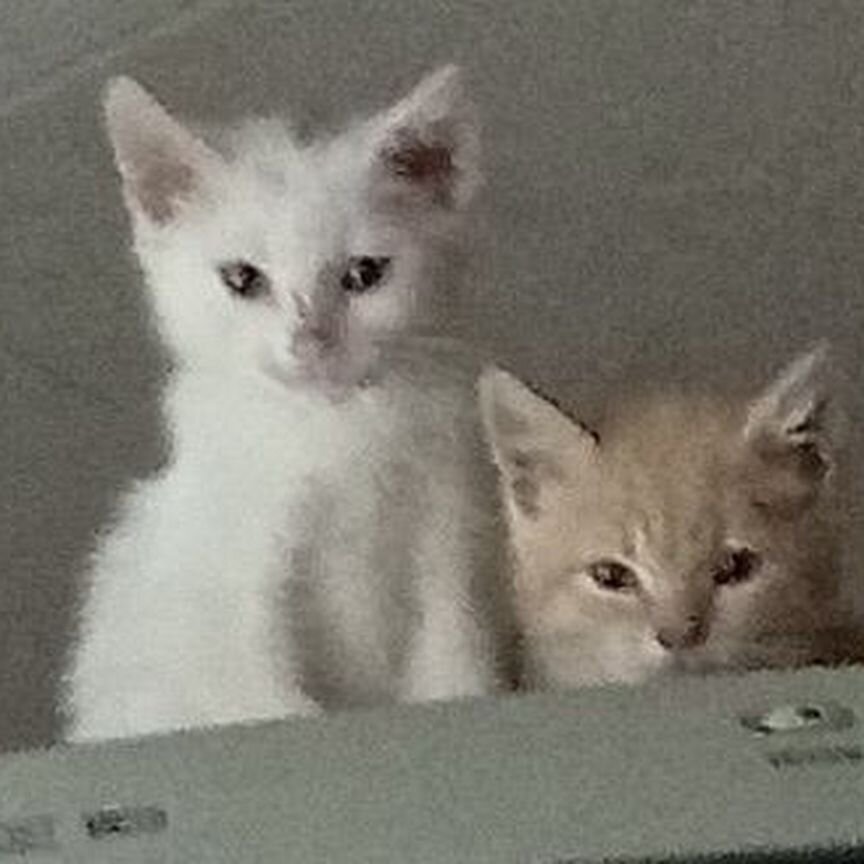 Котята в добрые руки