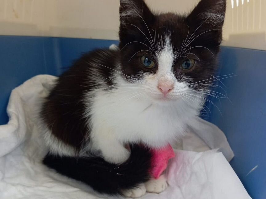 Чегеточка задыхается