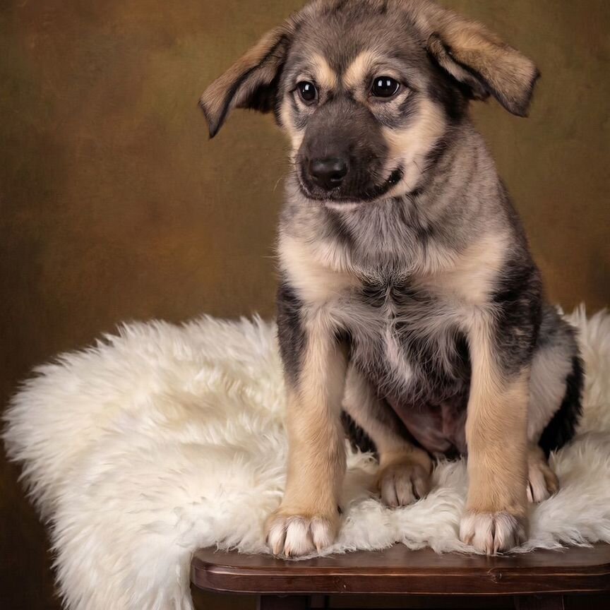 Щенок в добрые руки