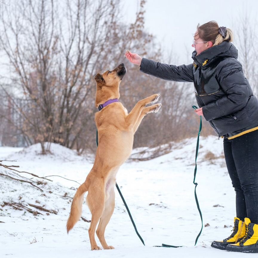 Классный пёсик Абрикосик в добрые руки