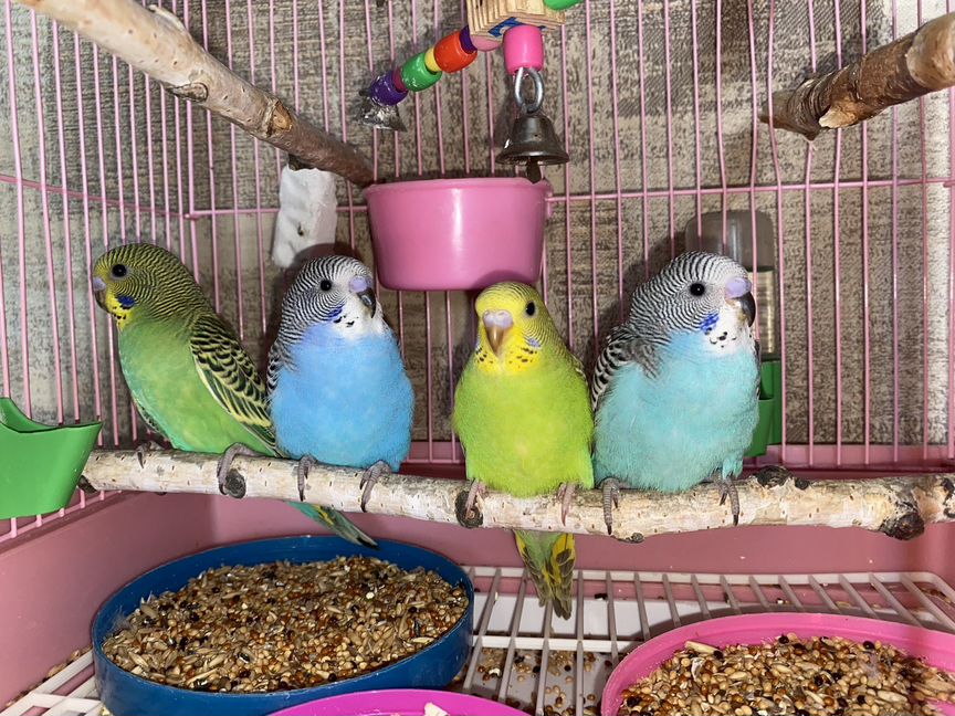 Волнистый попугай