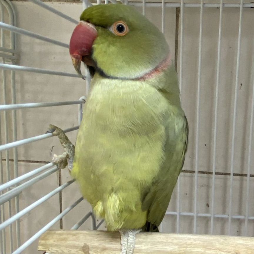 Ожереловый попугай самец