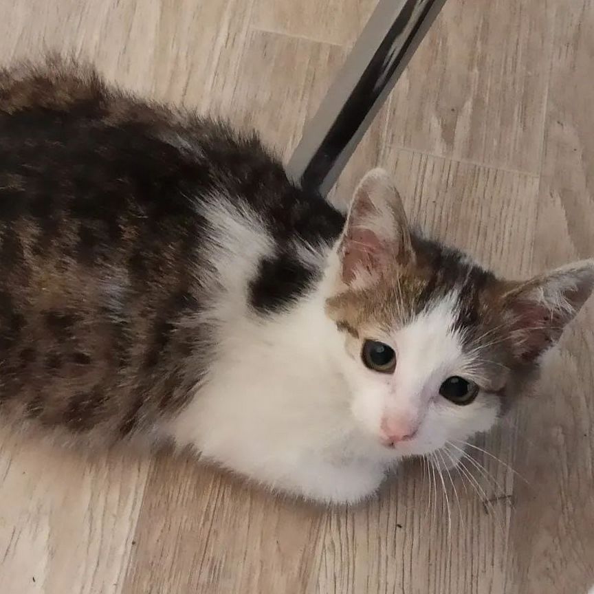 Котенок в добрые руки
