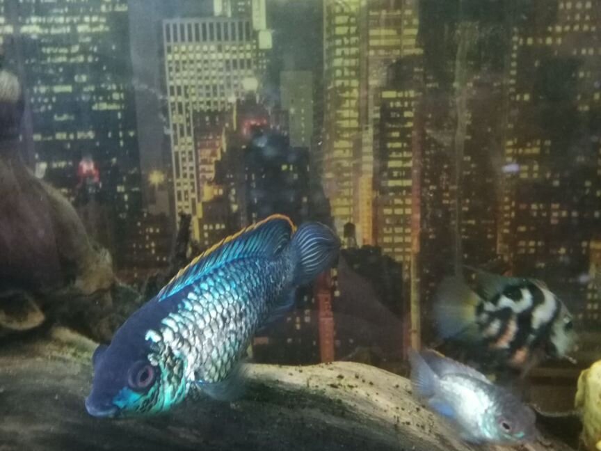 Нанакара блю, сапфировый попугай