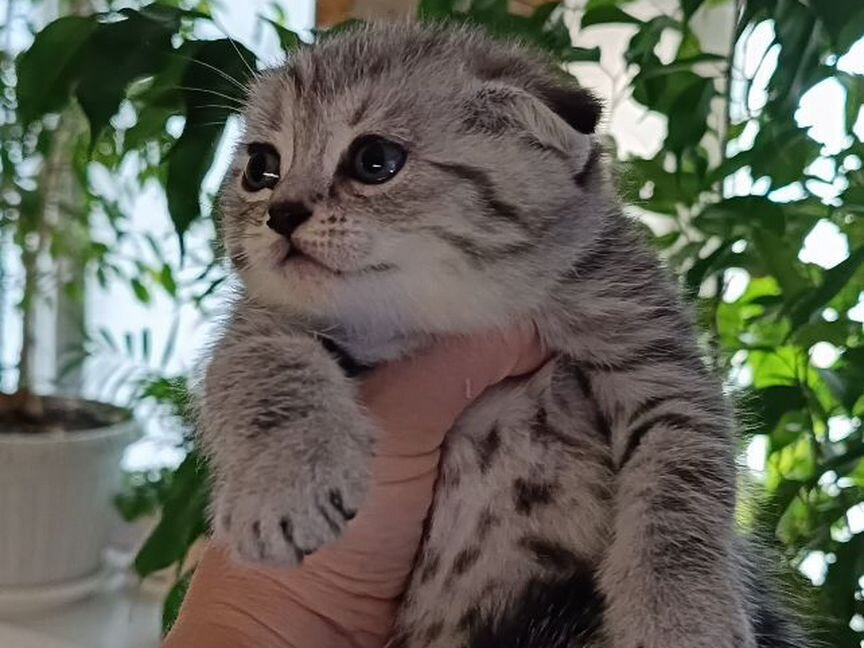 Шотландские вислоухие котята